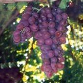Allergies??? Use The Natural Cure - Grape Seed Extract - Fit Tip Daily